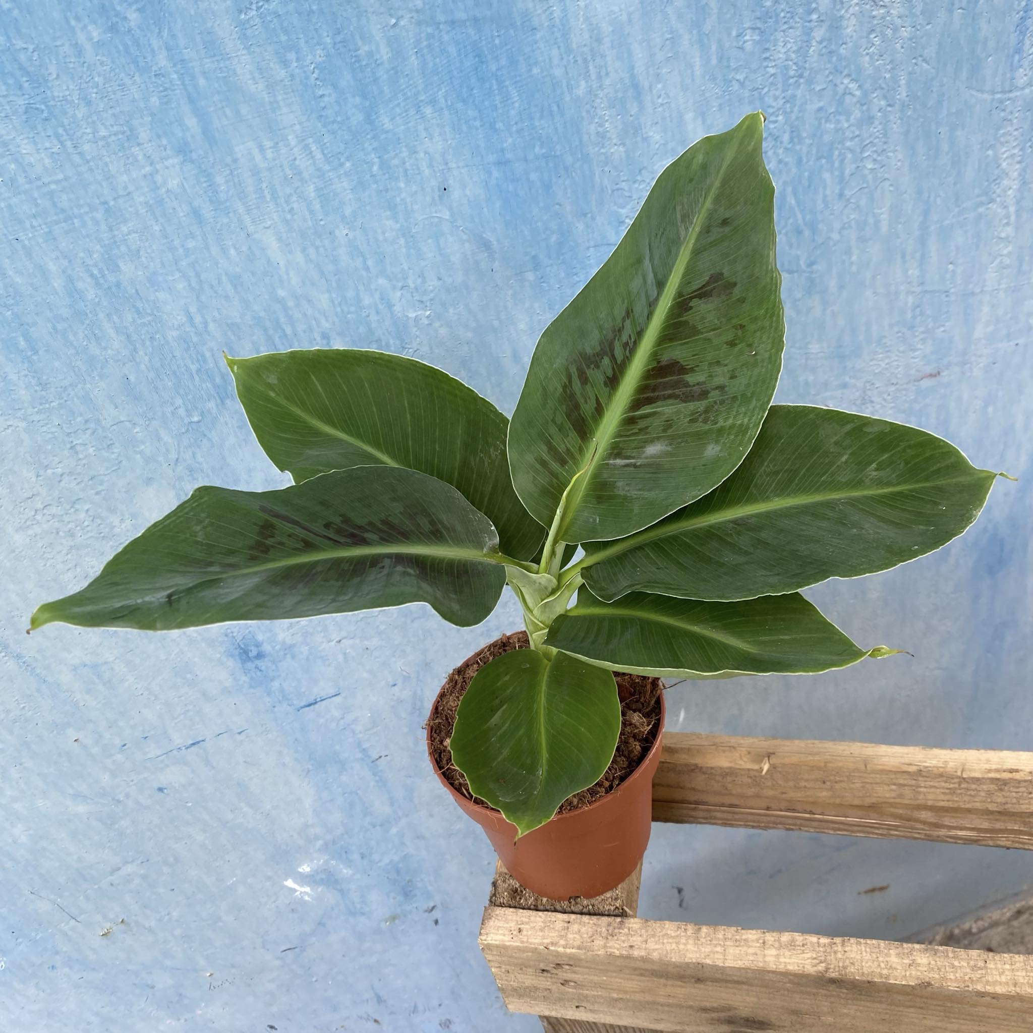Bananowiec Musa Oriental Dwarf Loveplants