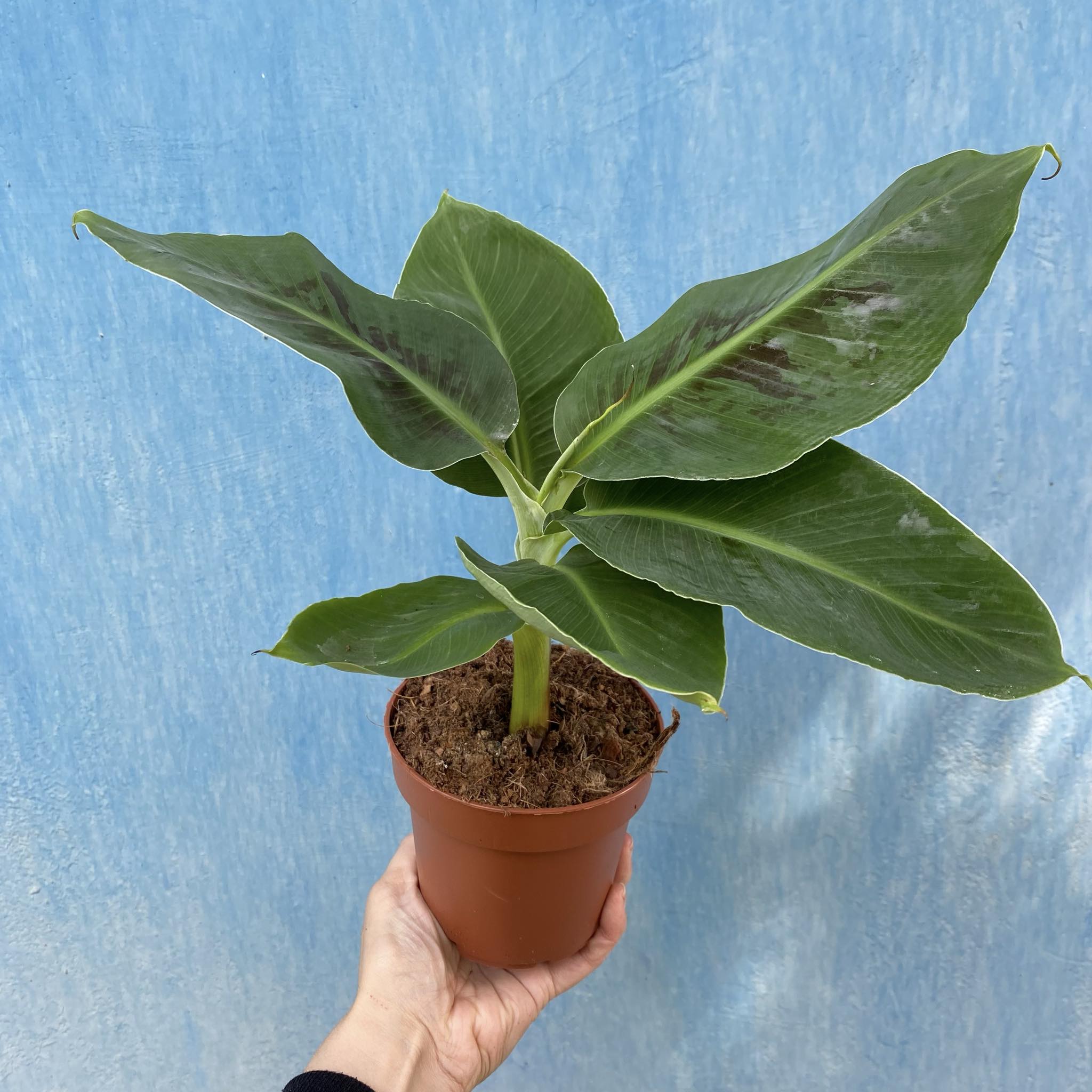Bananowiec Musa Oriental Dwarf Loveplants