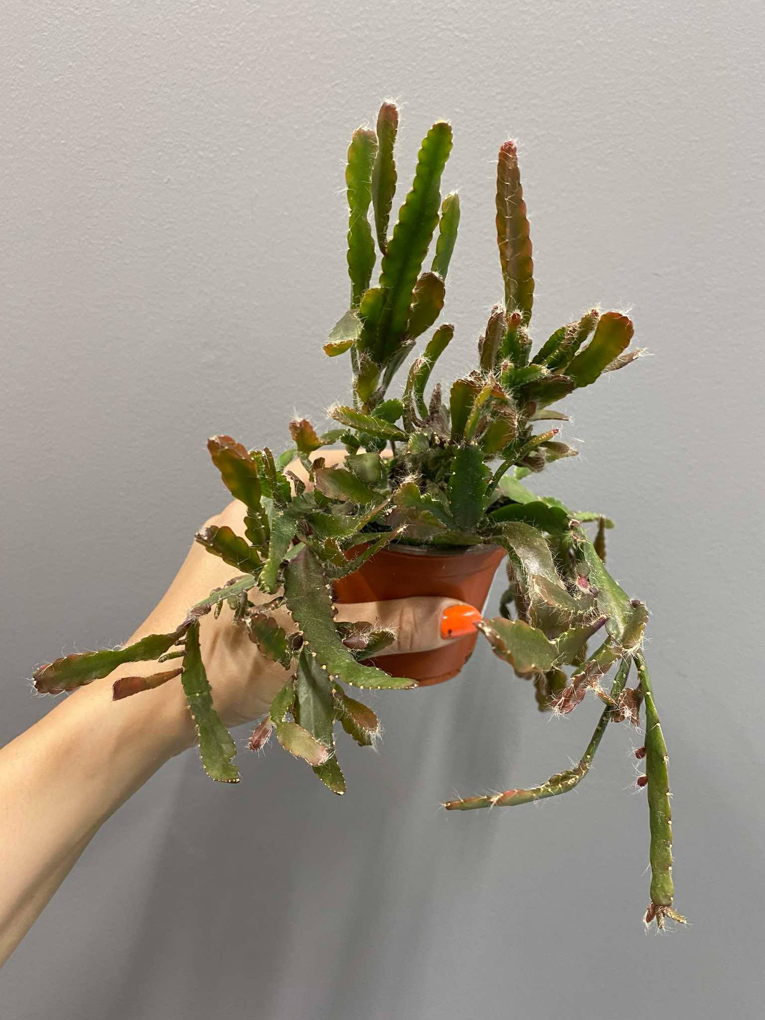 Rhipsalis Agudoensis Loveplants