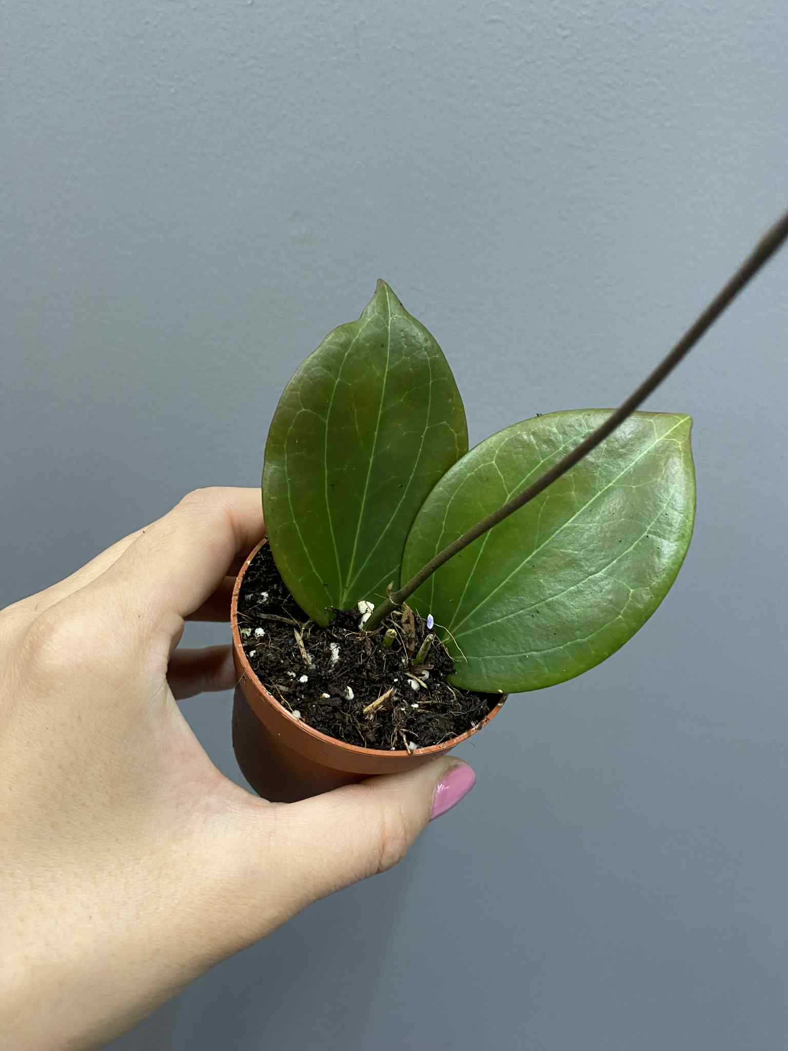 Hoya sp. Papua Hoja Loveplants