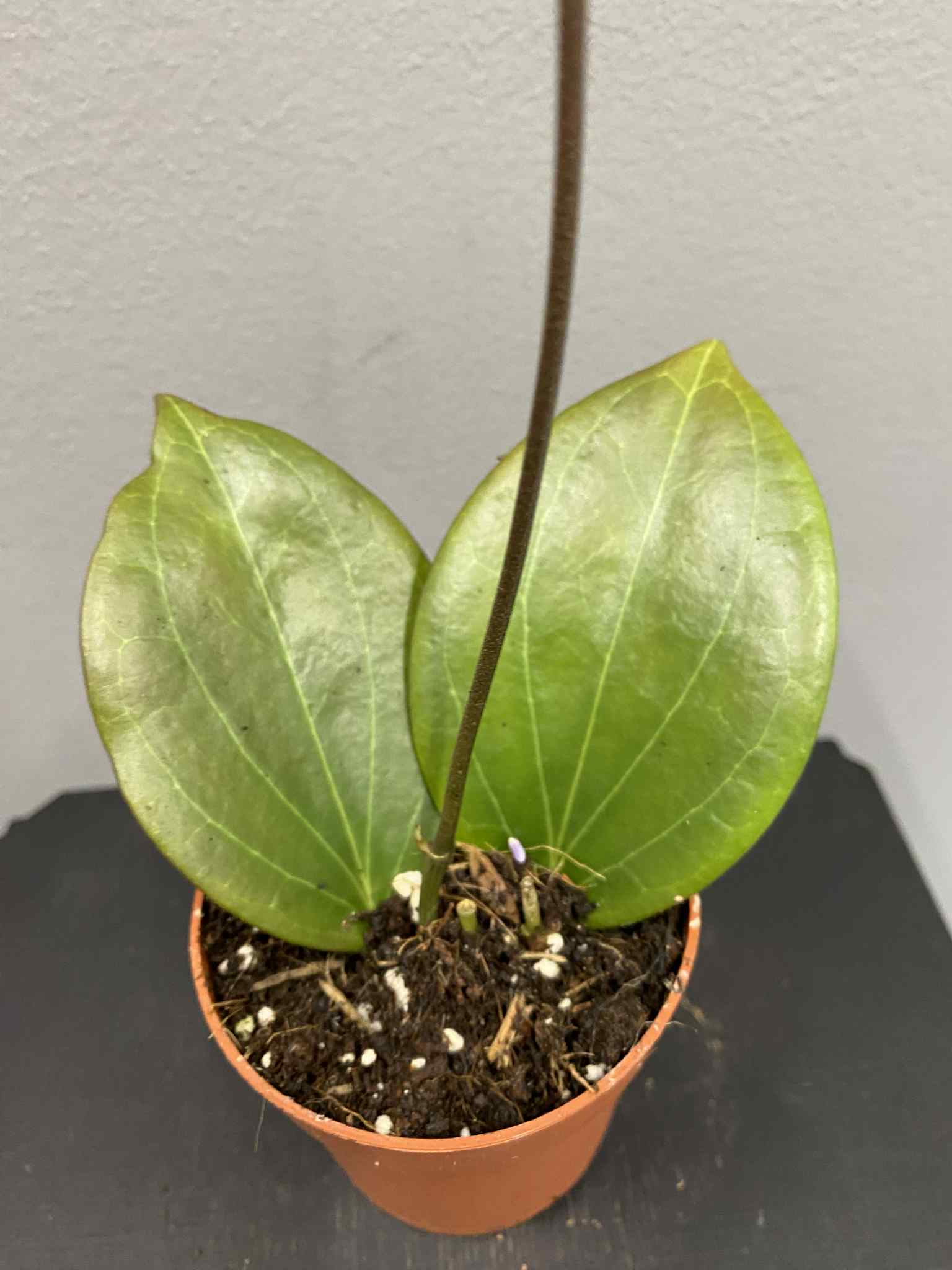 Hoya sp. Papua Hoja Loveplants