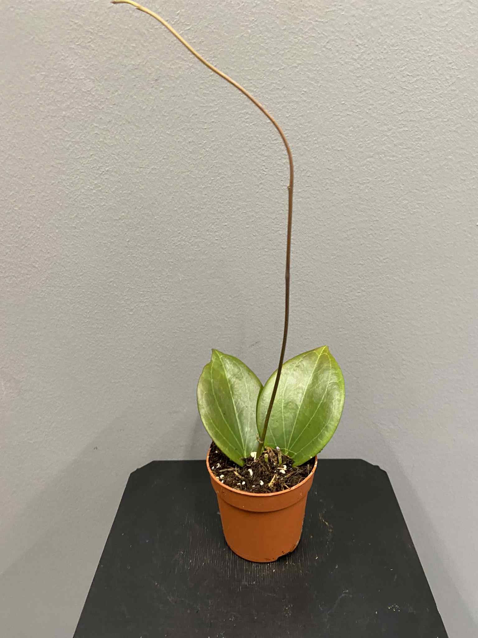 Hoya sp. Papua Hoja Loveplants