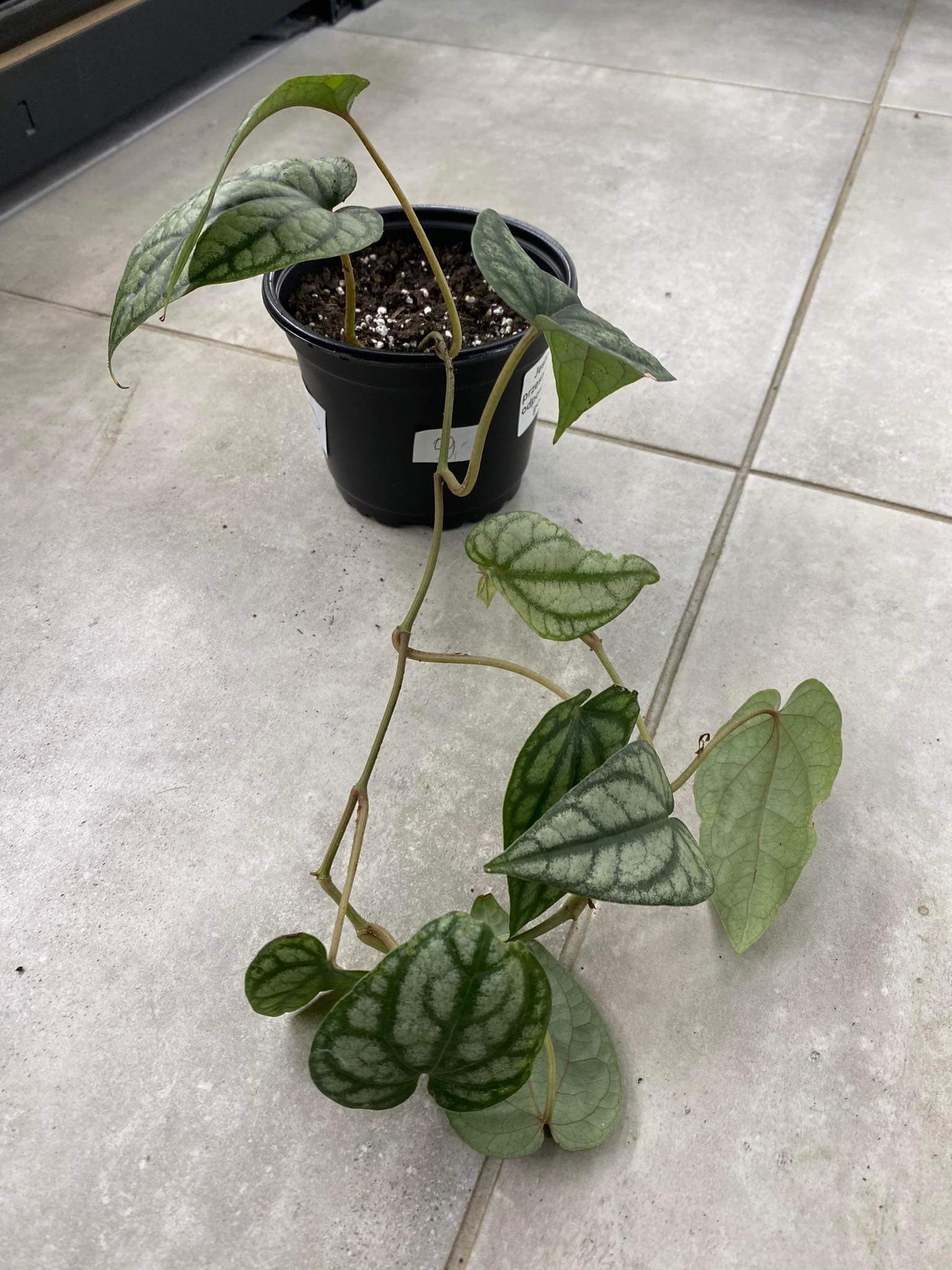 Pieprz - piper silvaticum SADZONKA Loveplants